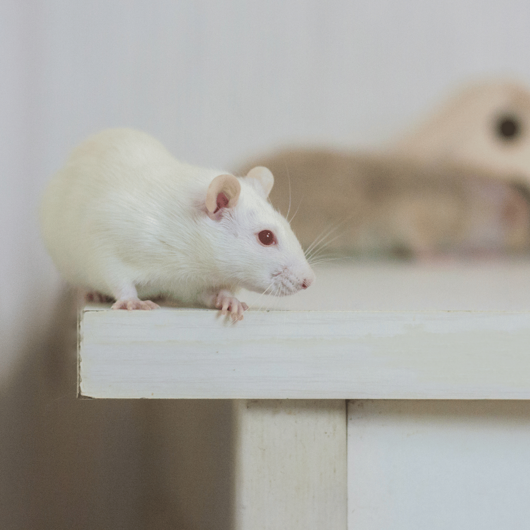 Muizen verjagen uit je huis